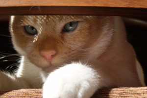 16 Adorably Innocent Animals You Won't Be Able To Resist